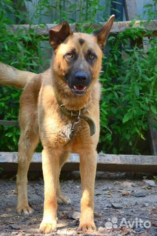 Собака в добрые руки