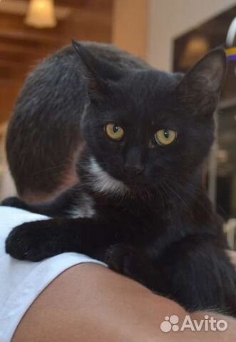 Котенок Фиона в добрые руки