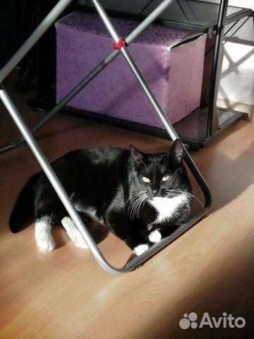 Котик черненький с белыми лапками