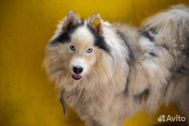 Лайка в добрые руки