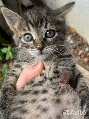 Котята в добрые руки 2 месяца