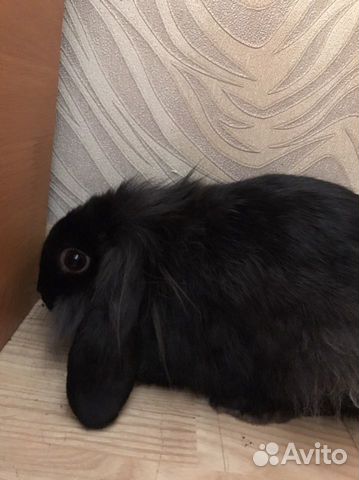 Декоративные кролики вислоухие