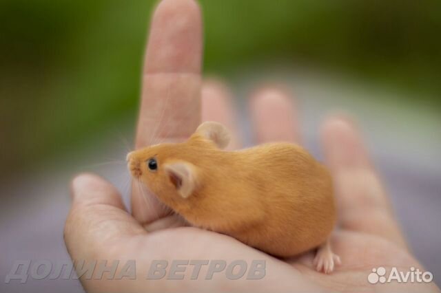 Декоративная мышь, золотая, самка