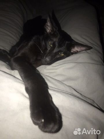 Ориентал на вязку