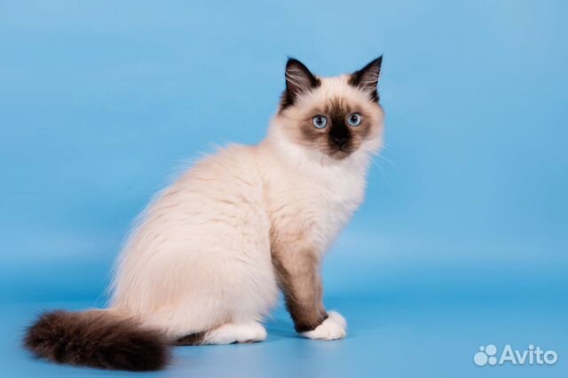 Продажа невских маскарадных котят