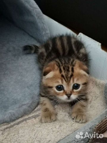 Шотландский вислоухий котик