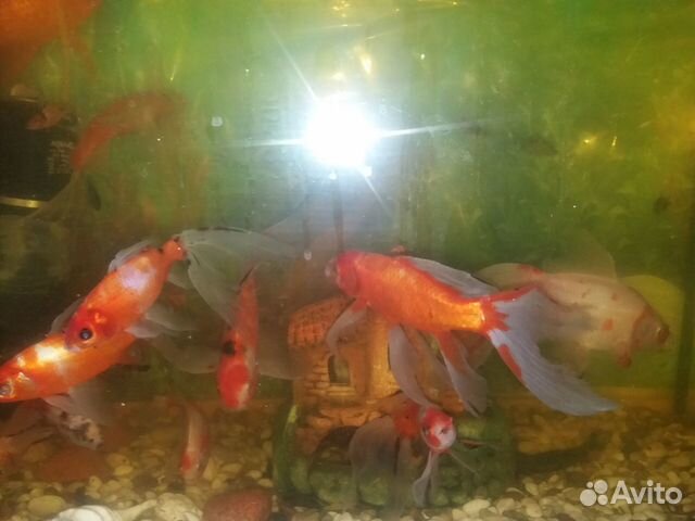 Отдам рыбок
