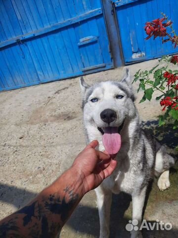 Собака в добрые руки хаски