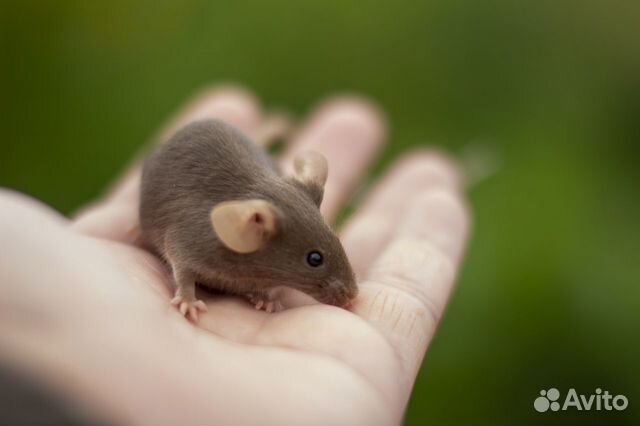 Декоративная мышь шоколадная девочка