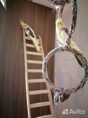 Продаю пару попугаев корелла