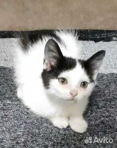 Котенок мальчик 2 месяца