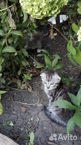 Британские котята в добрые руки бесплатно