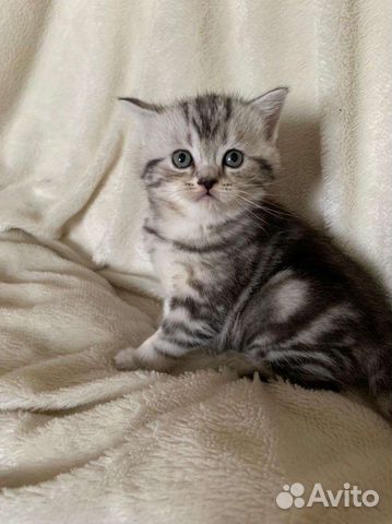 Шотландские котята