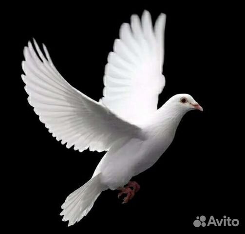 Голуби почтовые