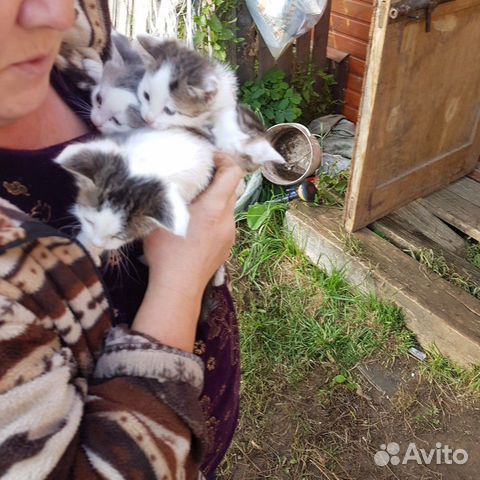 Котята ангорцы
