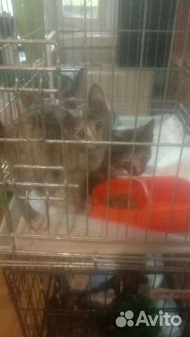 Котята девочки трехцветный 2 месяца