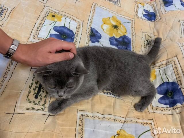 Шотланская кошка