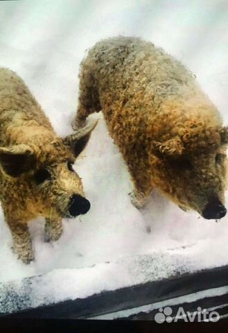 Венгерская мангалица