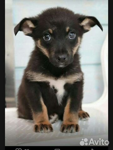 Щенок девочка от маленькой дворняжки
