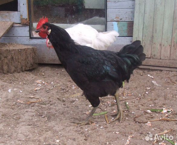 Молодые петушки