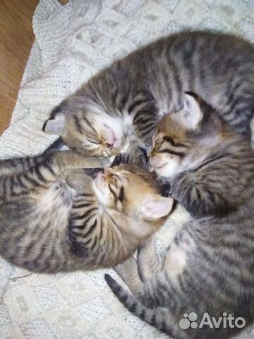 Котята в дар