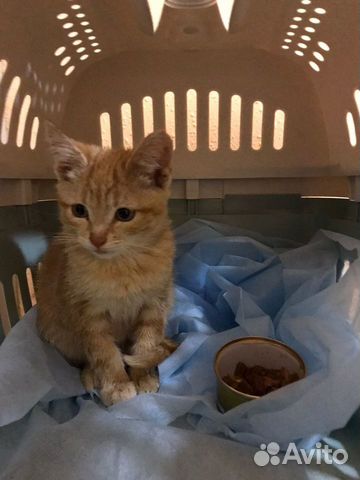 Котенок рыжый рыжая кошечка в дар бесплатно добрые