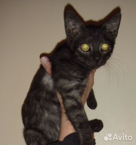 Котёнок редкого окраса Чёрный дым
