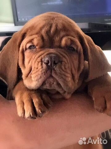 Девочка бордоского дога, 2 месяца