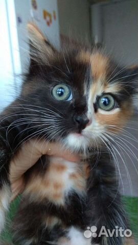 Кошка в дар