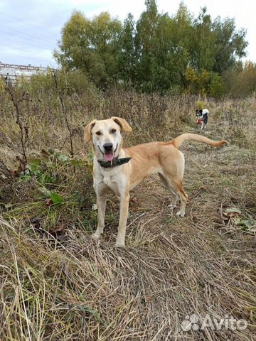 Ищем дом для энергичной собаки