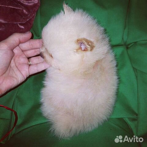 Миничка малышик померанского шпица медвежьего типа