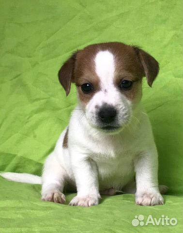 Пять мальчиков дрт