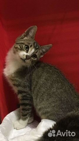 Котенок Мартин 3.5 -4 мес