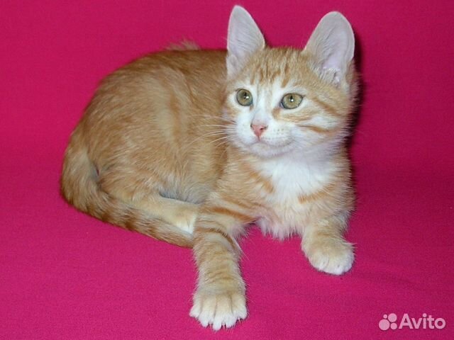 Замечательный рыже-белый котёнок - 3 месяца