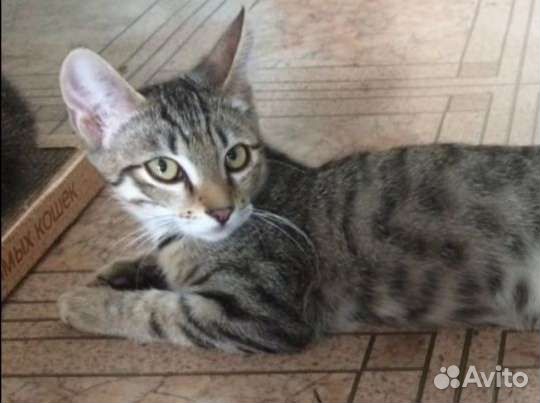 Котёнок Лео, 3 месяца, мальчик