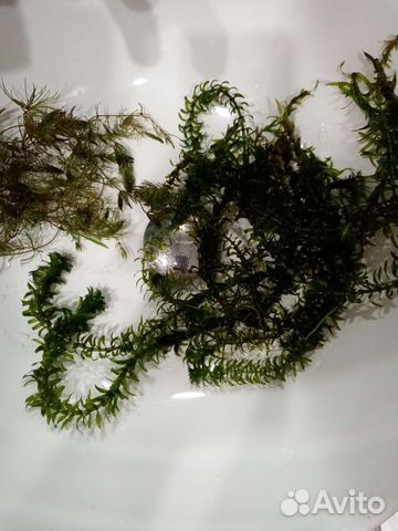 Элодея и роголистник. Прополка