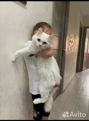 Кот Кокос ищет хозяина)