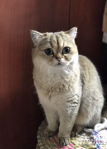 Кошка для вязки