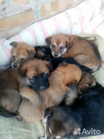 Отдадим в хорошие руки