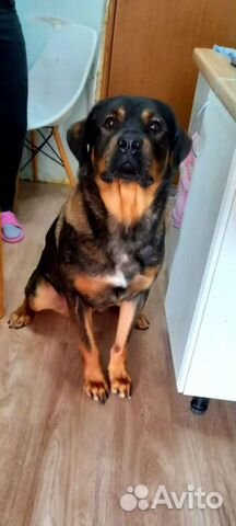 Помесь ротвейлера и дворняжки