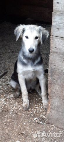 Щенок-подросток в добрые руки