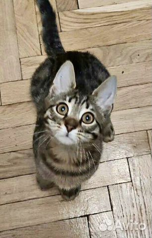 Котенок Гоша в семью