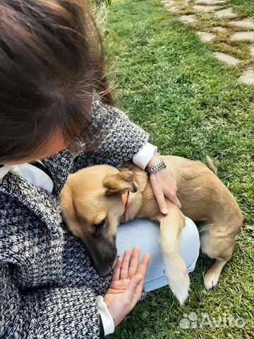 Алиса - собака-терапевт в самые добрые ручки