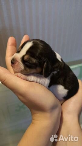 Щенки бигль