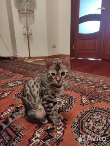 Бенгальская кошка и кот
