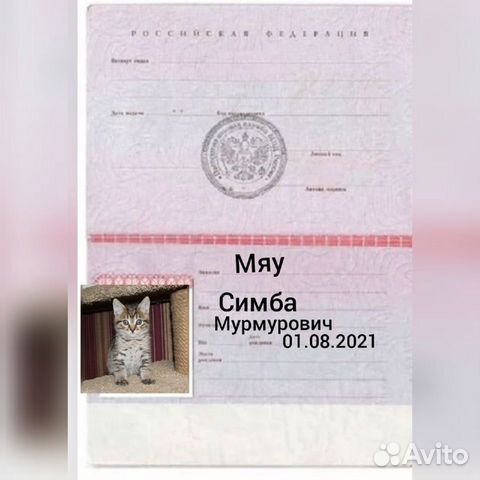Симба ищет прописку