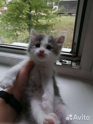Котик