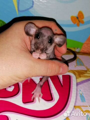 Крыса дамбо сфинкс фазз