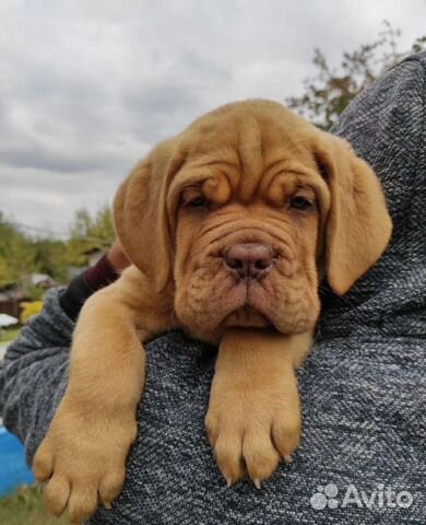 Бордоский дог мальчик