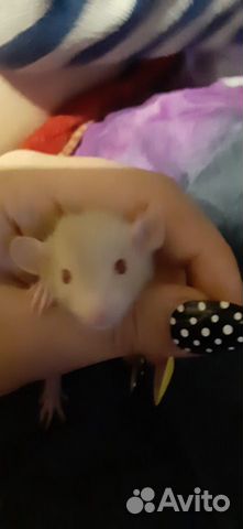 Крыса дамбо